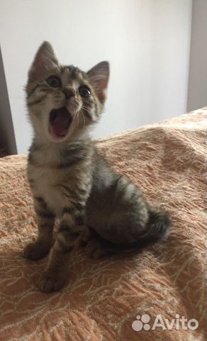 Котенок в дар