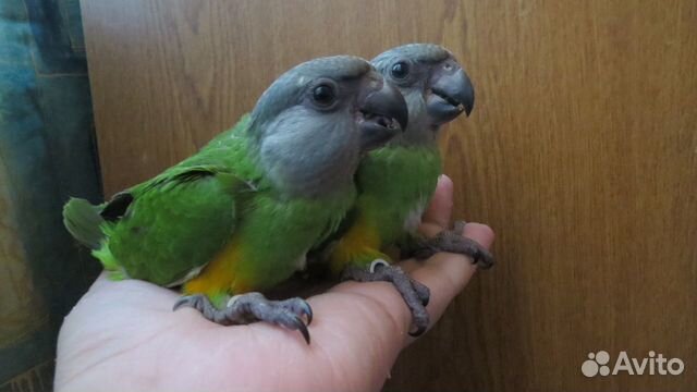 Птенцы сенегальских попугаев