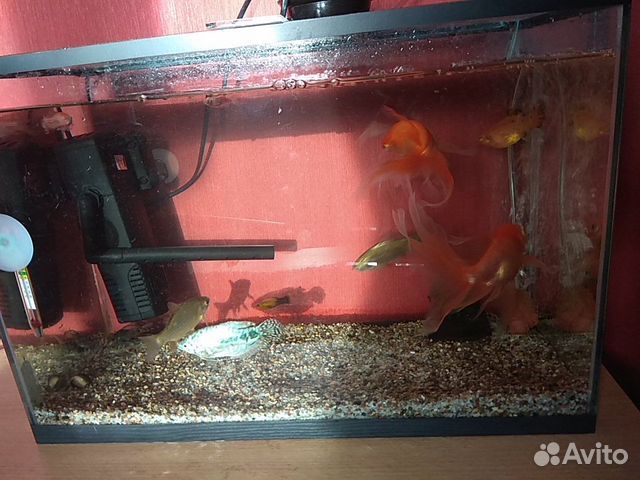 Аквариум 60 литров с дополнением