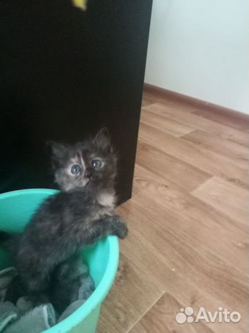 Котята куколки