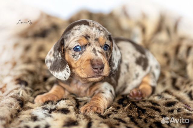 Кофейно-мраморные малыши