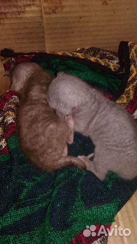 Котята Сфинкса