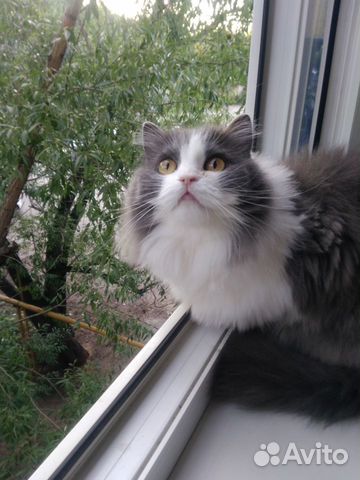 Полуперс девочка в добрые руки