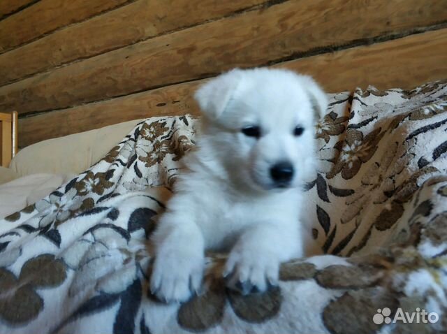 Щенки Белой швейцарской овчарки