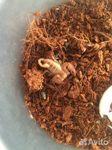 Скорпионы самка и самец