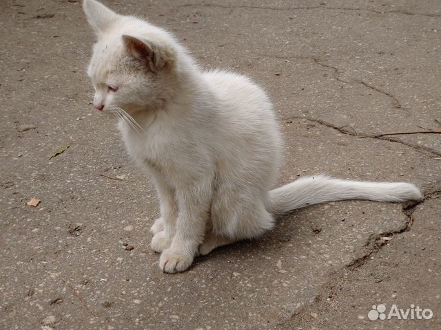 Милый добрый белый котик 3 месяца