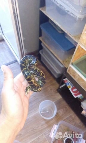 Анаконда, удав ы