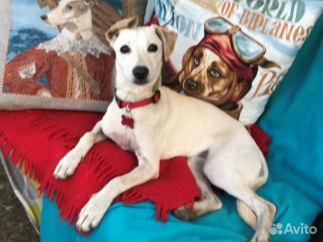 Белла - щенок в дар