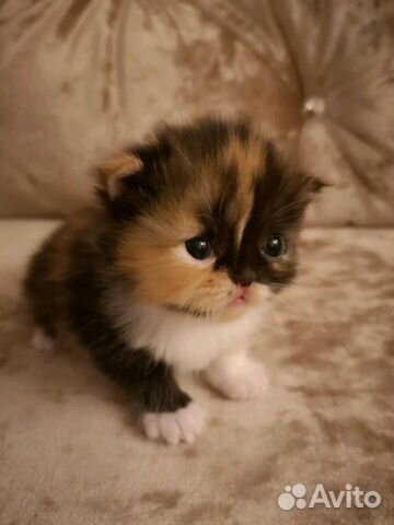 Котенок Экзот, девочка