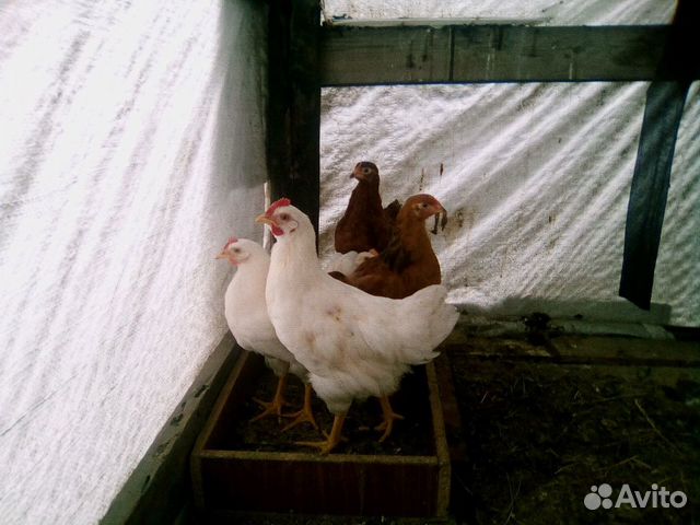 Цыплята. Петушки Браун ник