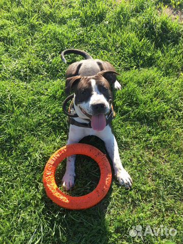 Продам щенка Амстафа