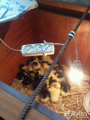 Домашние индоутята