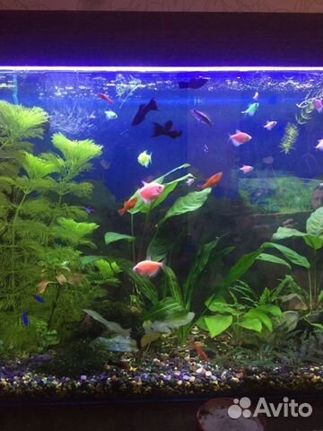 Тернеция glofish
