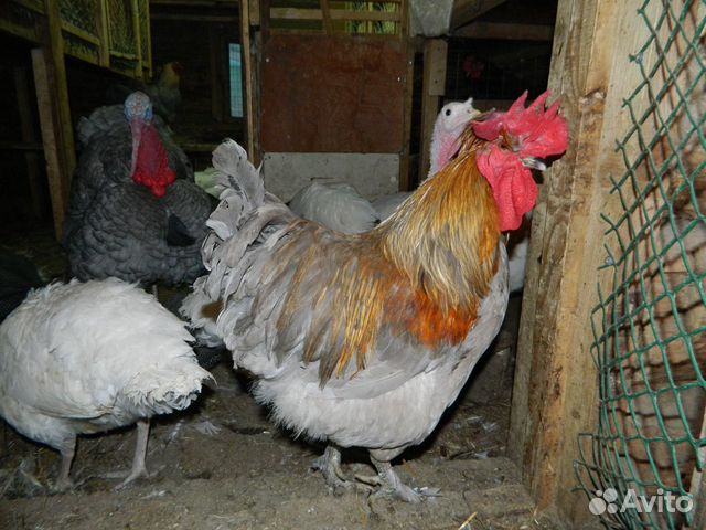 Индюки индоутки утки Стар Фаворит петухи молодняк