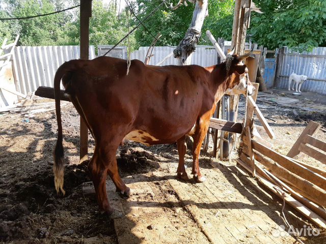 Хряк и карова на молоко