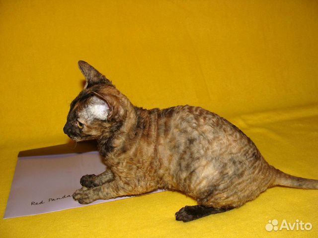 Галантная кудрявая уральский рекс
