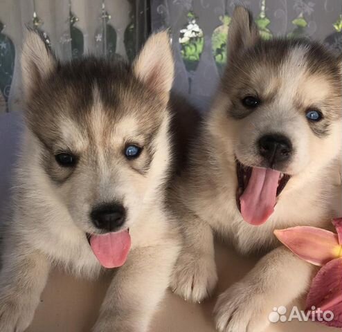 Мальчик и девочка хаски арлекин
