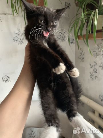 Котёнок от сибирской голубой