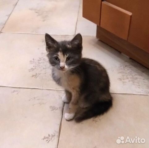 Нашёл котёнка, кто хочет взять