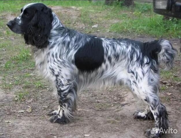 Русский спаниель