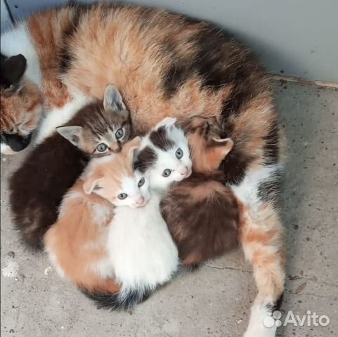 Вислоушки, дикие, нужно ловить
