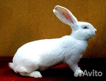 Кролики