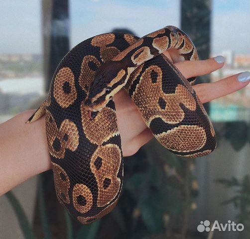 Королевский питон - добряк и красавец на руках