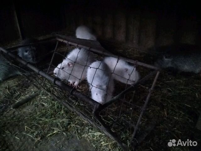Нутрии самочки 16 штук 5-6 месяцев
