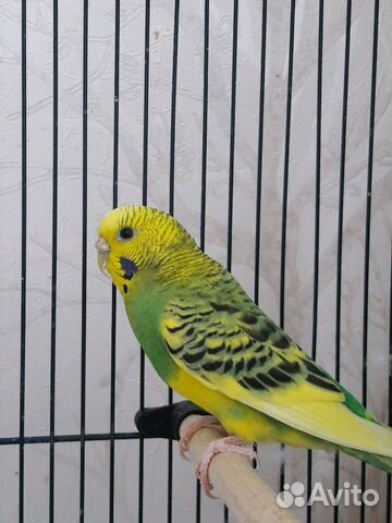 Отдам в добрые руки красивую пичужку