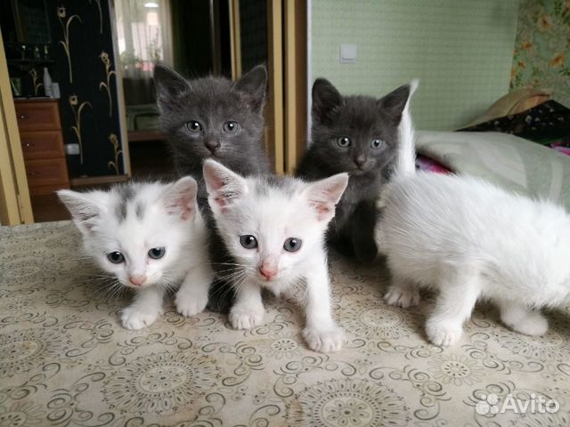 Котята турецкой ангоры