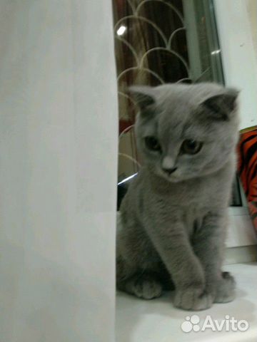 Шотландка помесь с британцем 4 мес, девочка, ест в