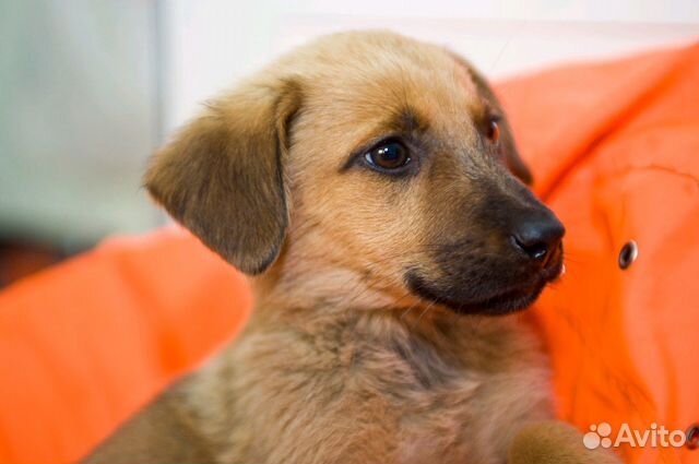 Шикарная Злата ищет дом