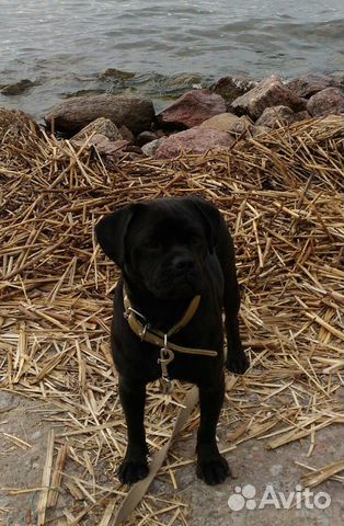 Отдам в добрые руки хорошую собаку