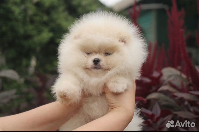 Лёгкая пушинка