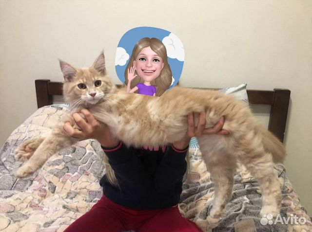 Котенок мейн-кун