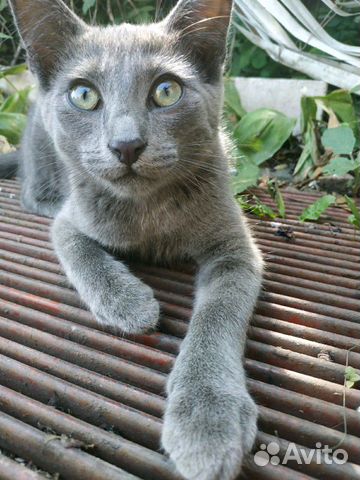 Русская голубая кошка