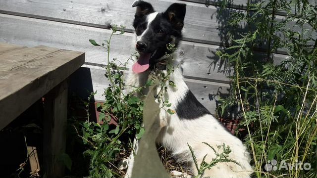 Молодая собачка Элис