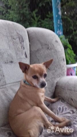 Тойчик в добрые руки