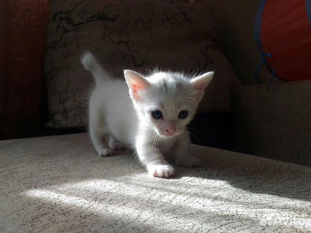 Котята манчкин