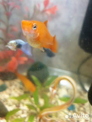 Меченосец Оранжевый