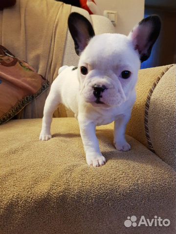 Французский бульдог
