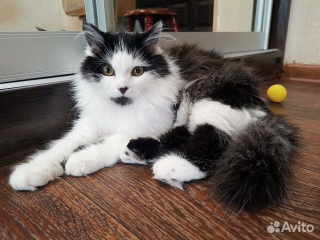 Котенок Матрёша в добрые руки