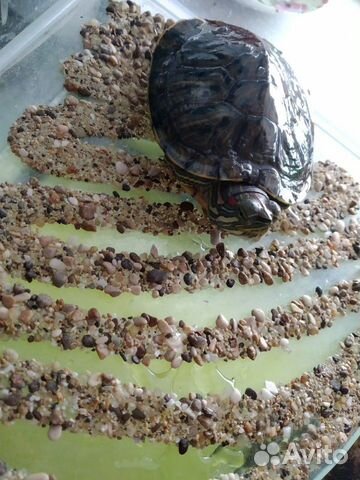 Красноухая черепаха