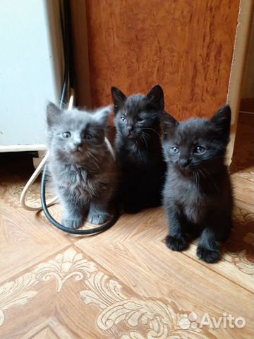 Отдам в хорошие руки безвозмездно