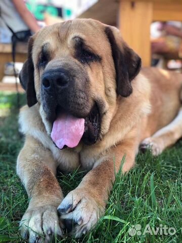 Испанский мастиф на вязку