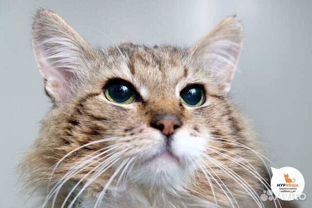 Кот Кристофер: с правом на надежду