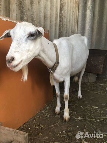 Продается Коза дойная