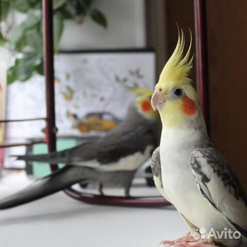 Попугай птенцы корелла 2-3 месяца