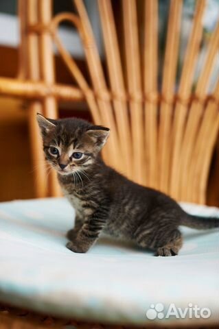 Кошечка Тигруля