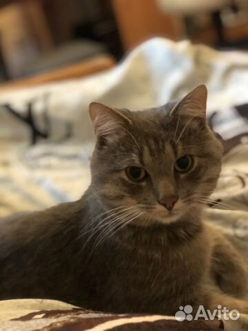 Котик. В добрые руки